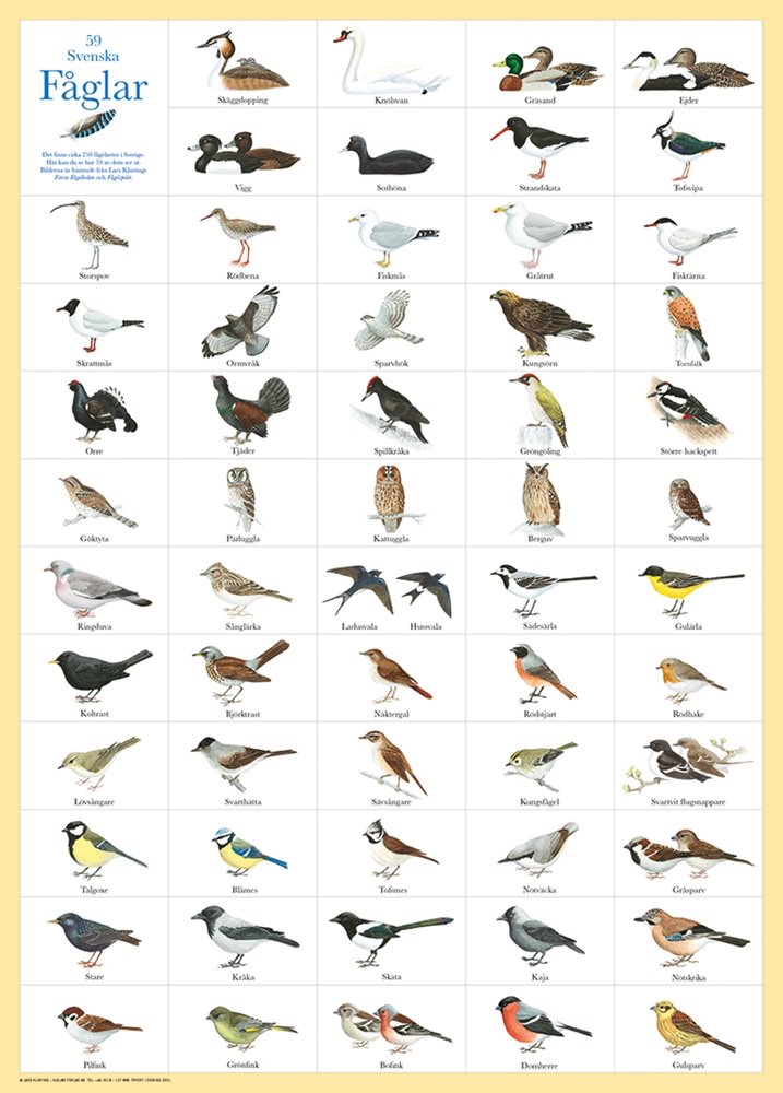 The most common birds in Sweden – Watching the Swedes