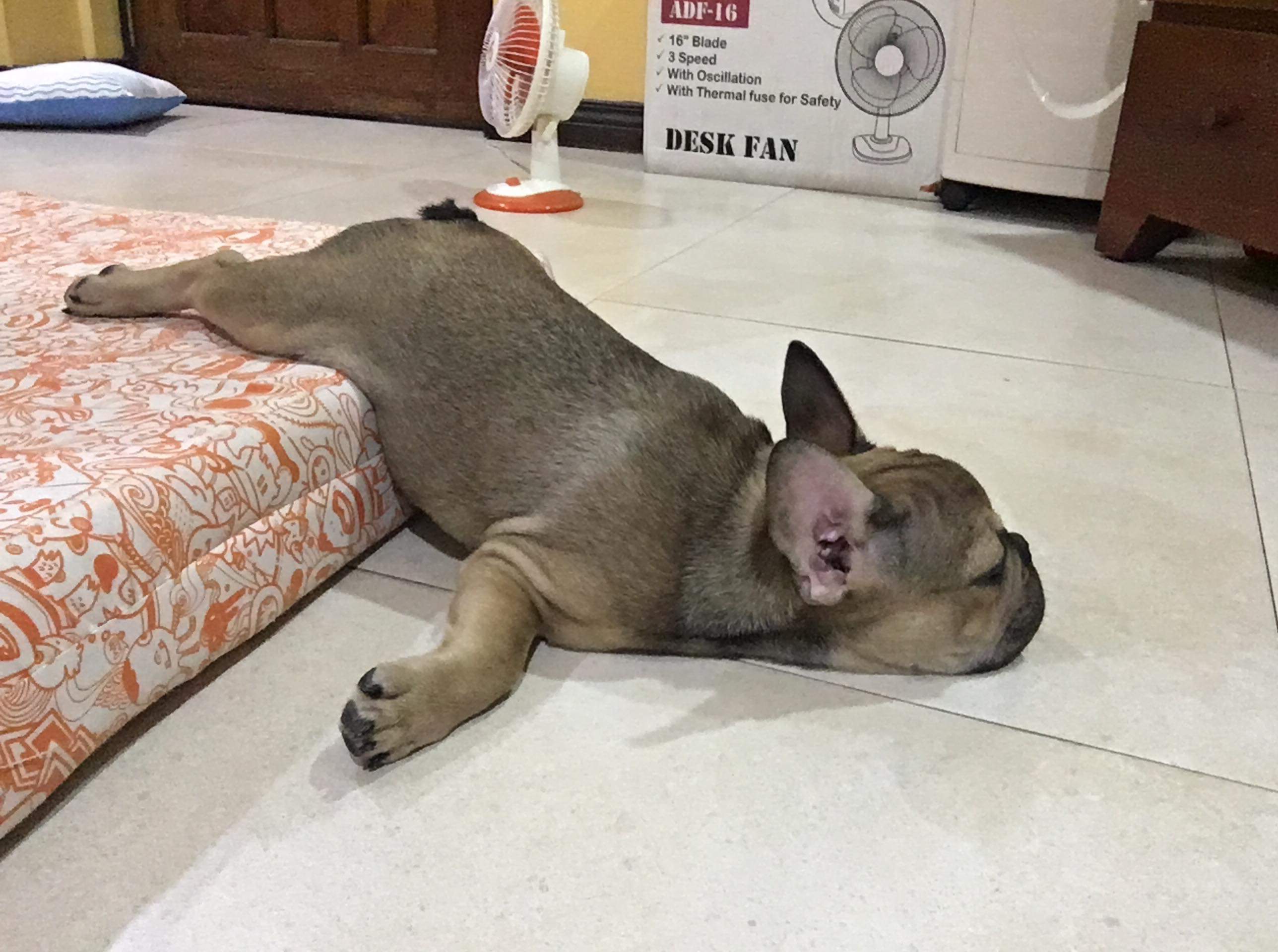 Swedish expression: Lazy Dog – Watching the Swedes