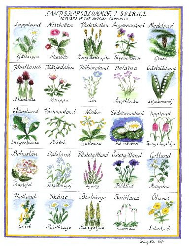 Swedish Province flowers – Watching the Swedes